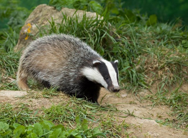 ‘Give Badgers a Brake’ Campaign - Kirk Ella & West Ella Parish Council